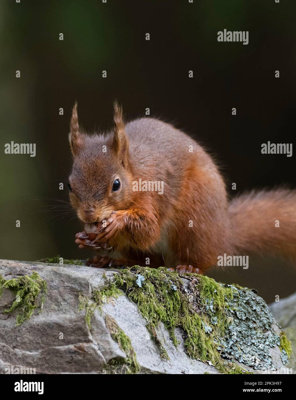 A solitary British Red Squirrel, (Sciurus vulgaris), sitting on a rock ...