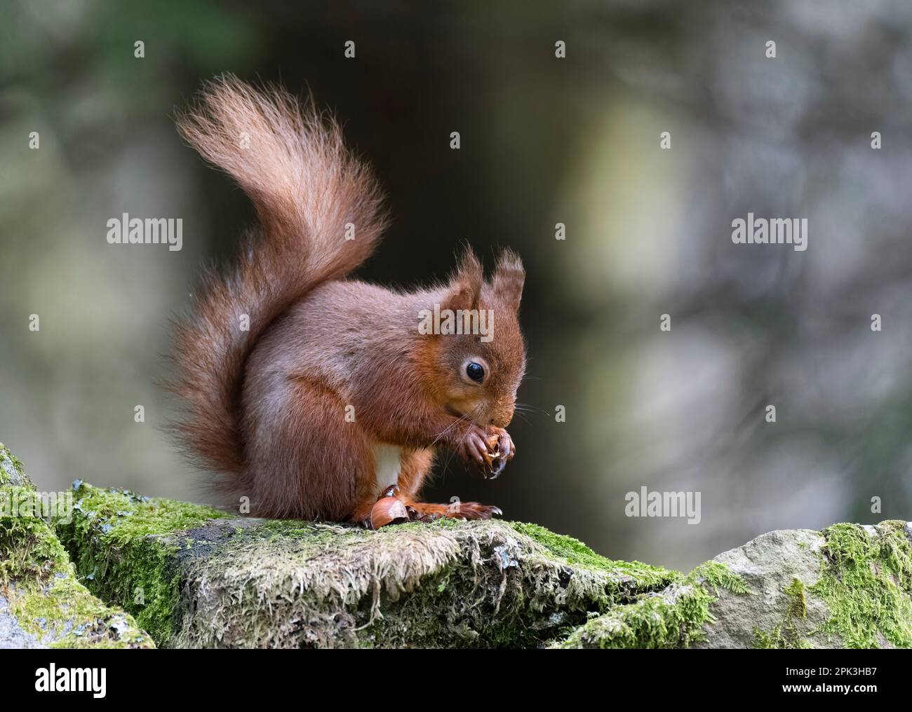A solitary British Red Squirrel, (Sciurus vulgaris), sitting on a rock ...