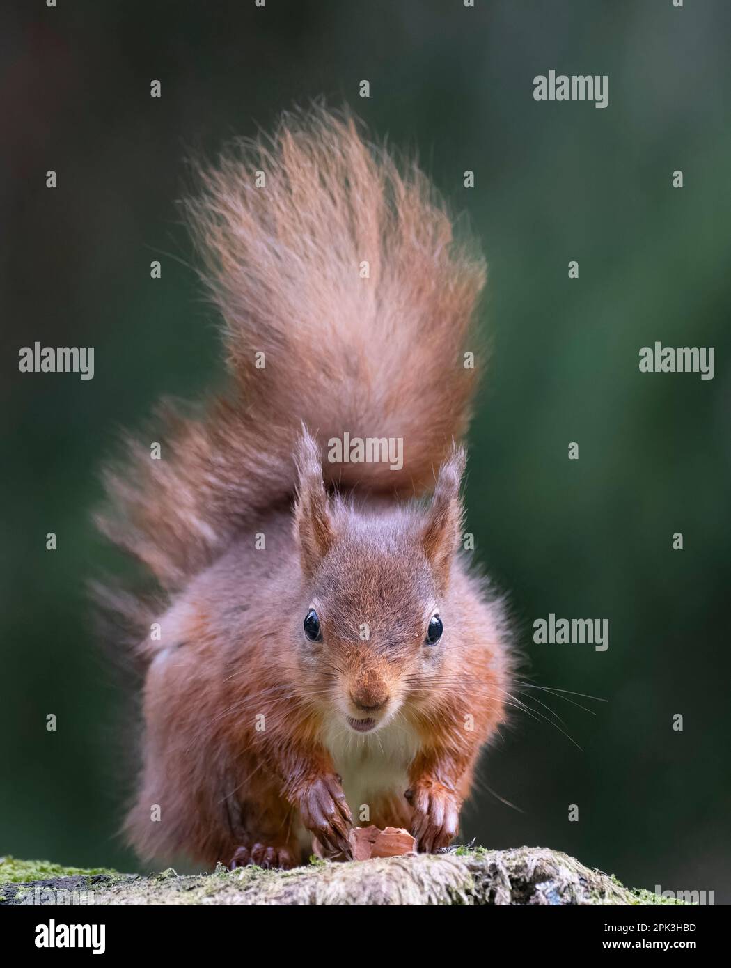 Native british animals hi-res stock photography and images - Alamy