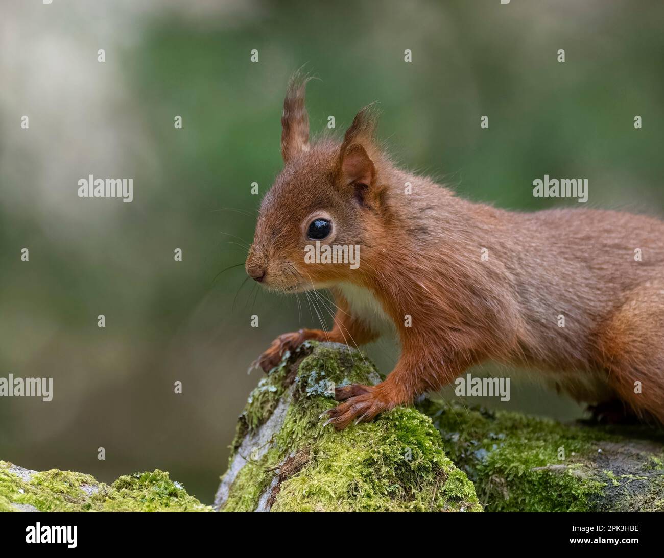 An side view of an alert British Red Squirrel, (Sciurus vulgaris Stock ...