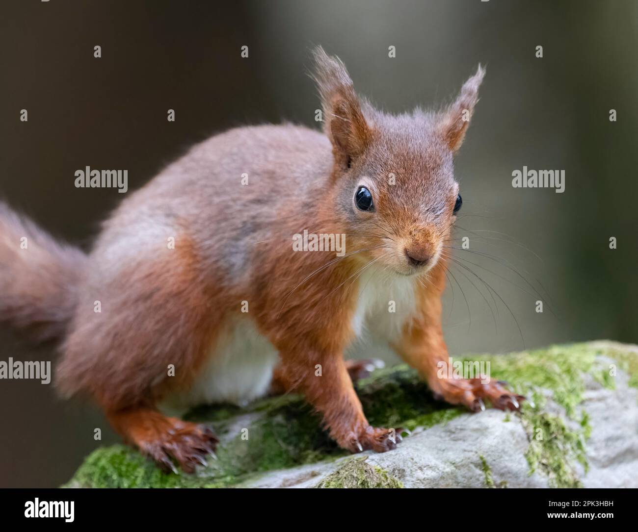 Native british animals hi-res stock photography and images - Alamy