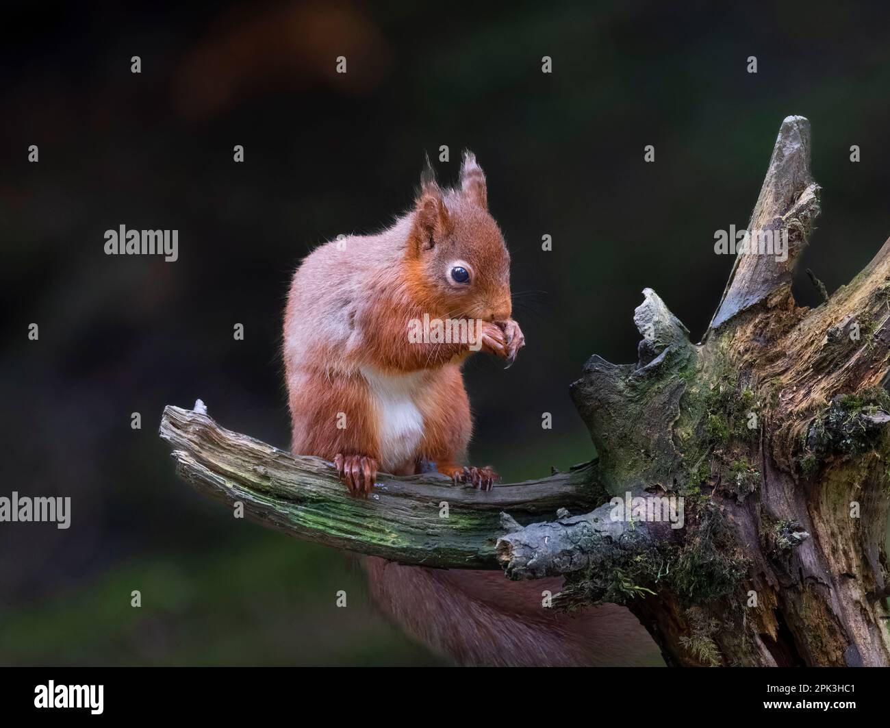 A solitary British Red Squirrel, (Sciurus vulgaris), sitting on a tree ...