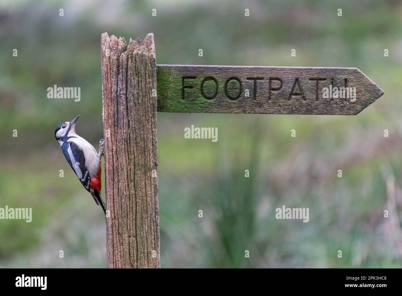 A female Great Spotted Woodpecker, (Dendrocopos major), perched on the ...
