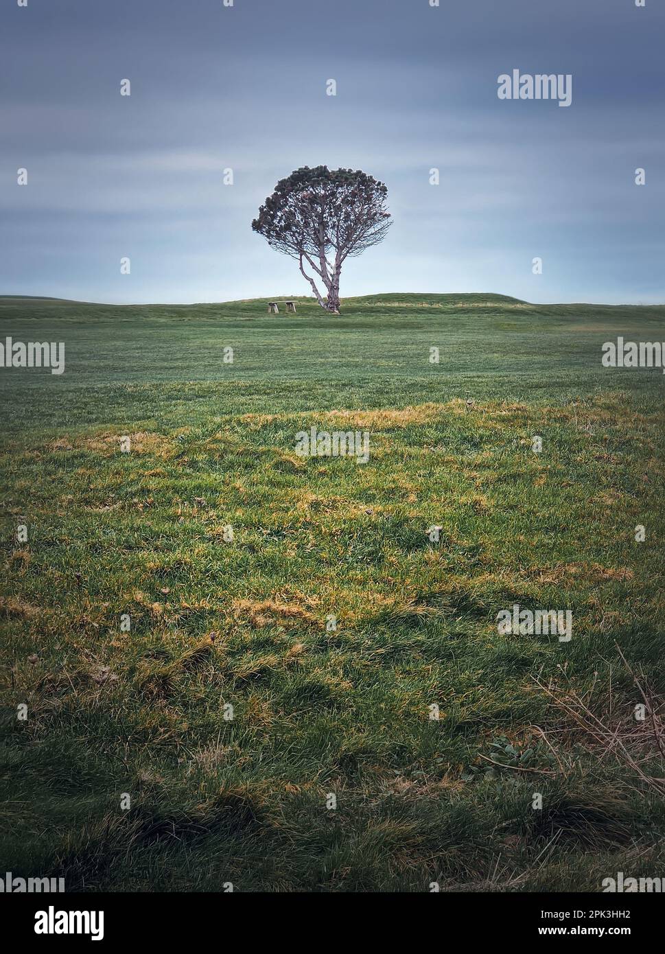 Lone single pasture hi-res stock photography and images - Alamy