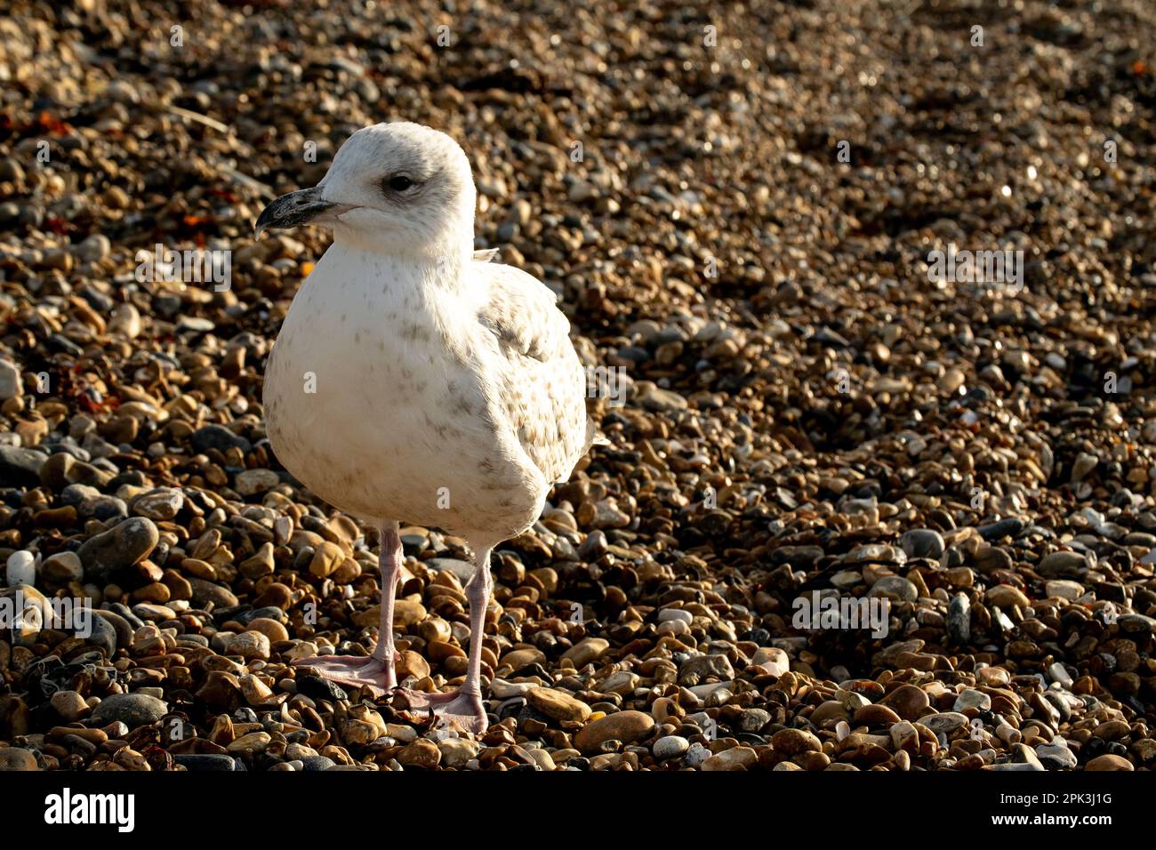 Baby seagull hi-res stock photography and images - Alamy