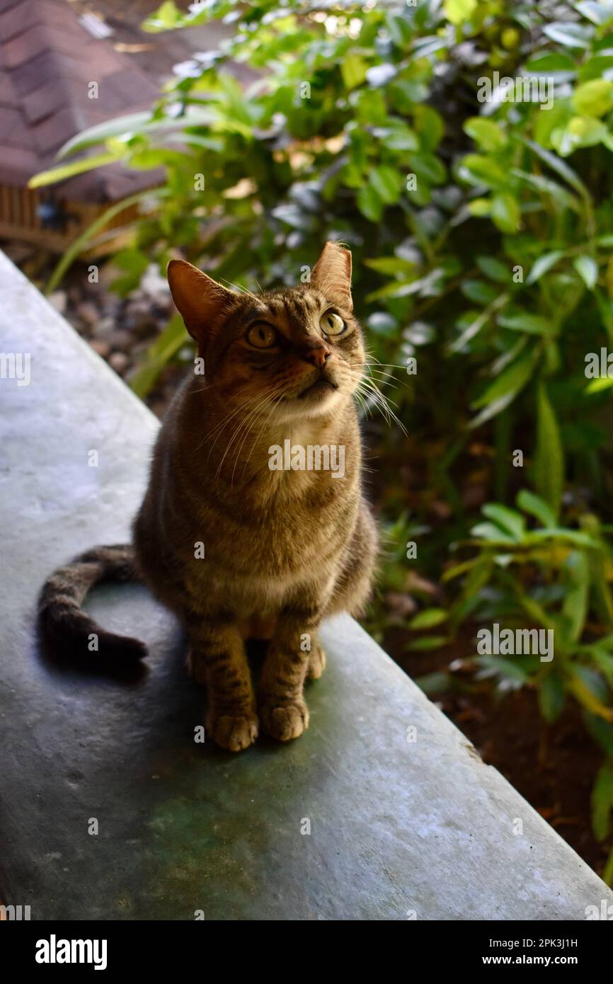 Cat outside on ledge looking up Stock Photo - Alamy