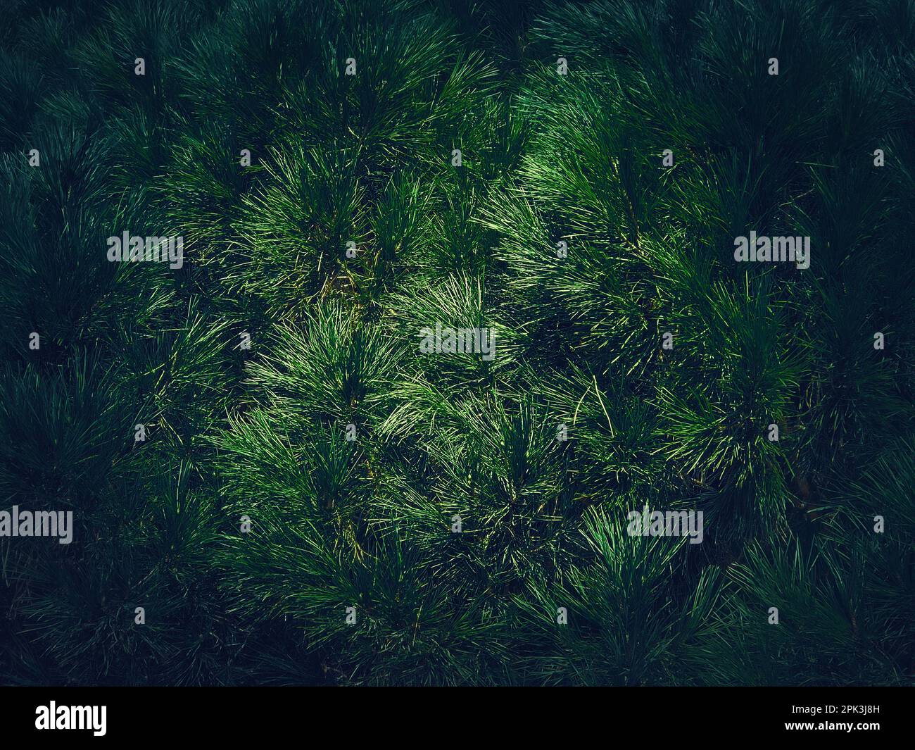 Closeup dark green pine tree texture. Evergreen needles natural ...