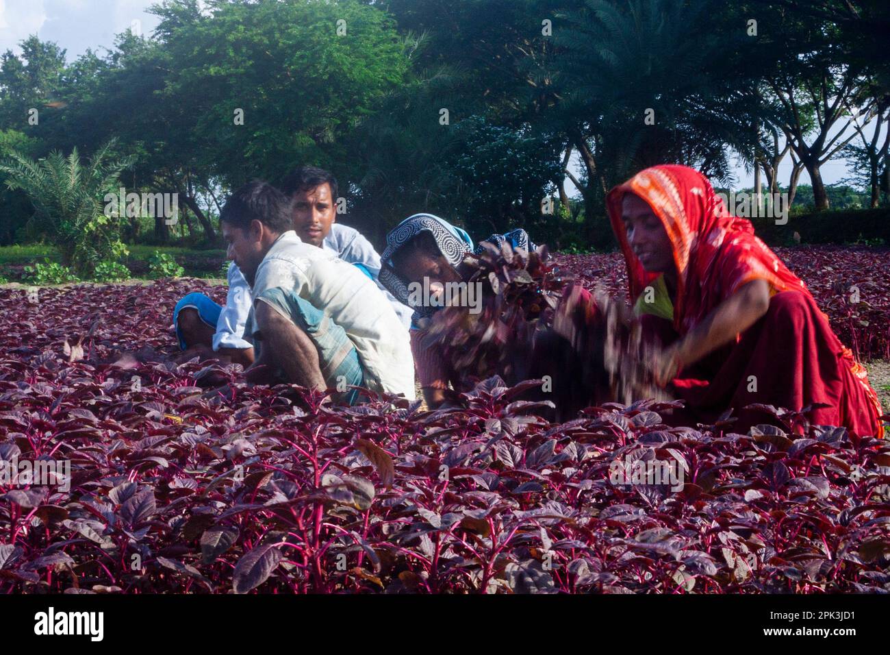Bangladeshi vegetable cultivation hi-res stock photography and images ...