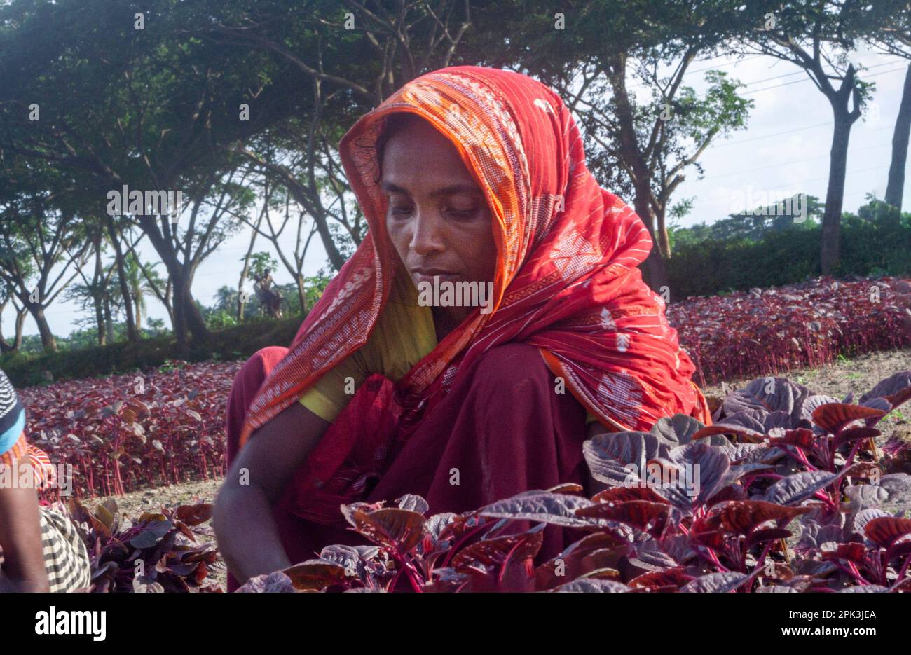 Bangladeshi vegetable cultivation hi-res stock photography and images ...