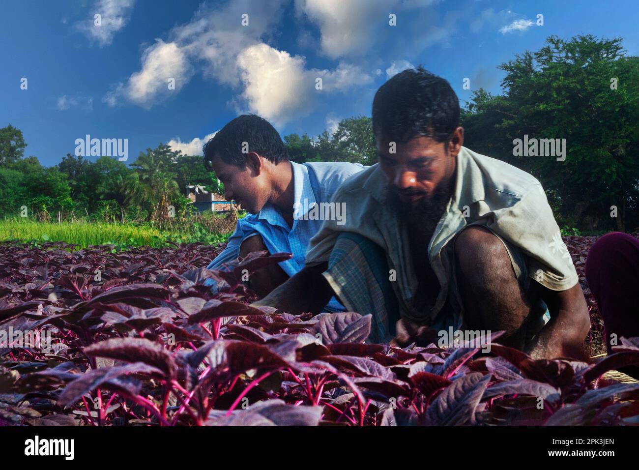 Bangladeshi vegetable cultivation hi-res stock photography and images ...