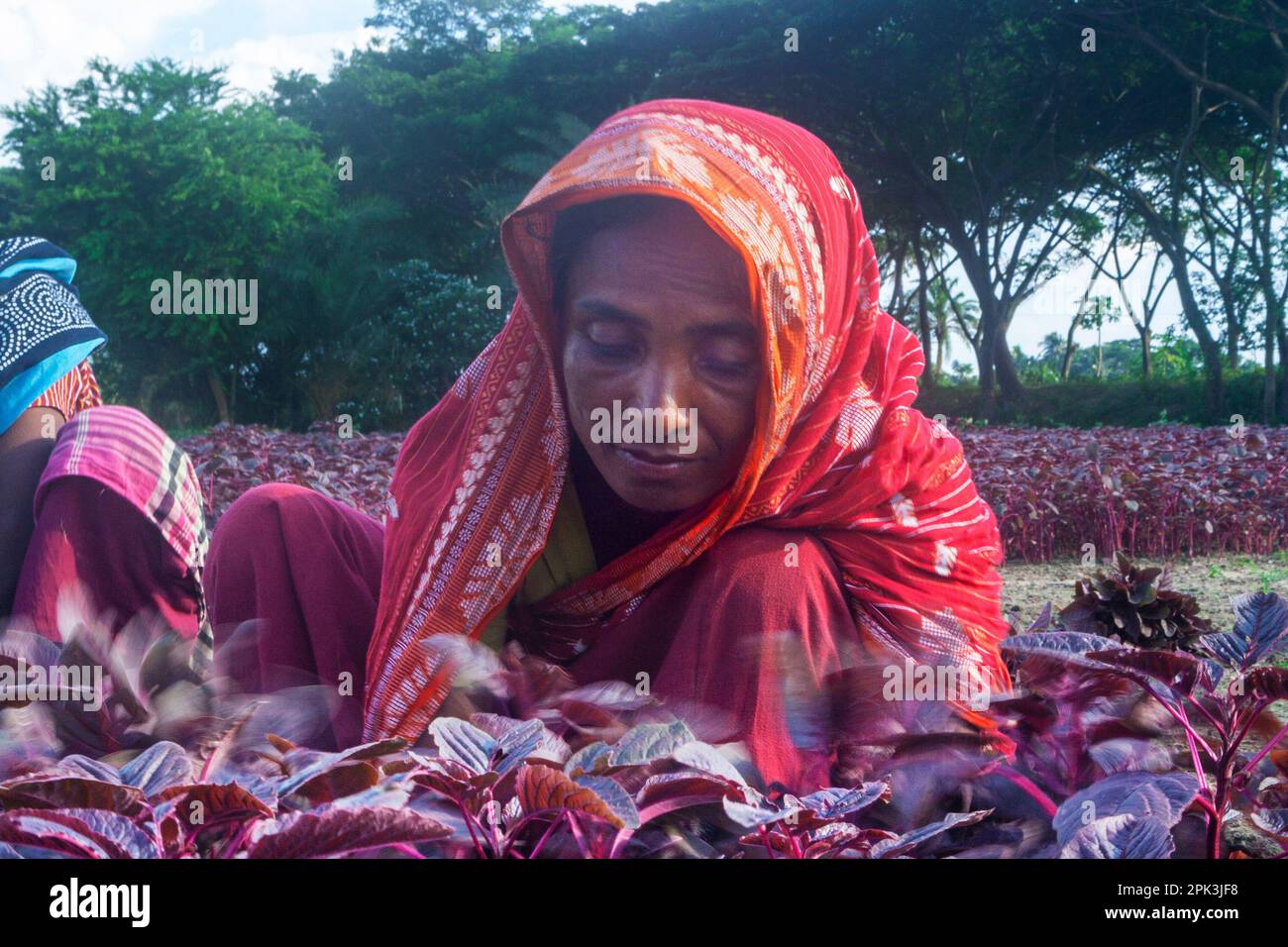 Bangladeshi vegetable cultivation hi-res stock photography and images ...