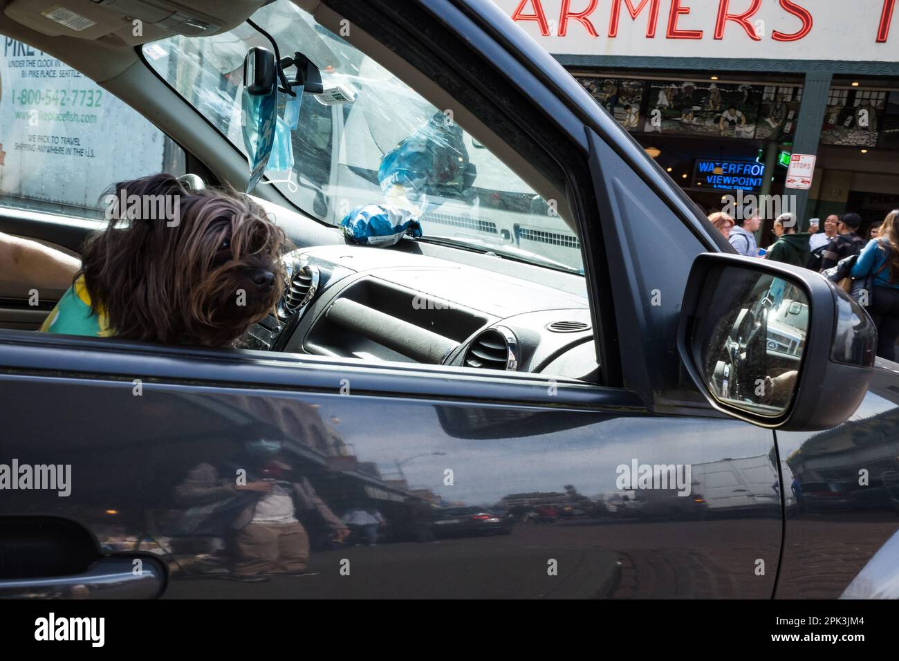 Seattle, USA. 28 Mar, 2023. Mid-day a vehicle with a dog passing the ...