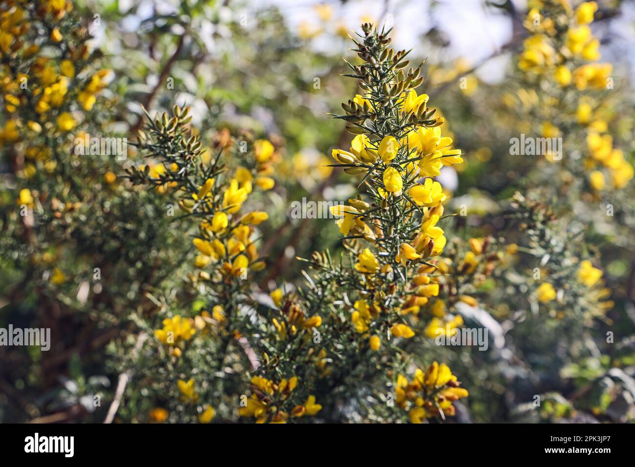 Gorse plant in Plymouth. Detailed close up with soft background etc ...