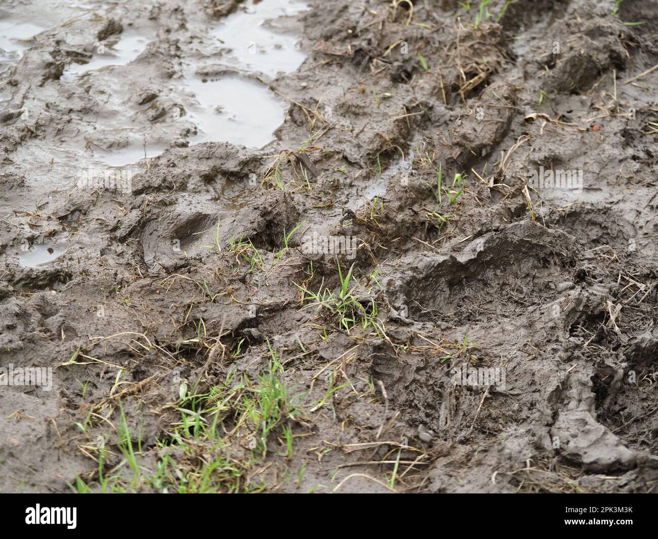 A wet, muddy winter scene with no people; sloppy land sludge and mud as ...