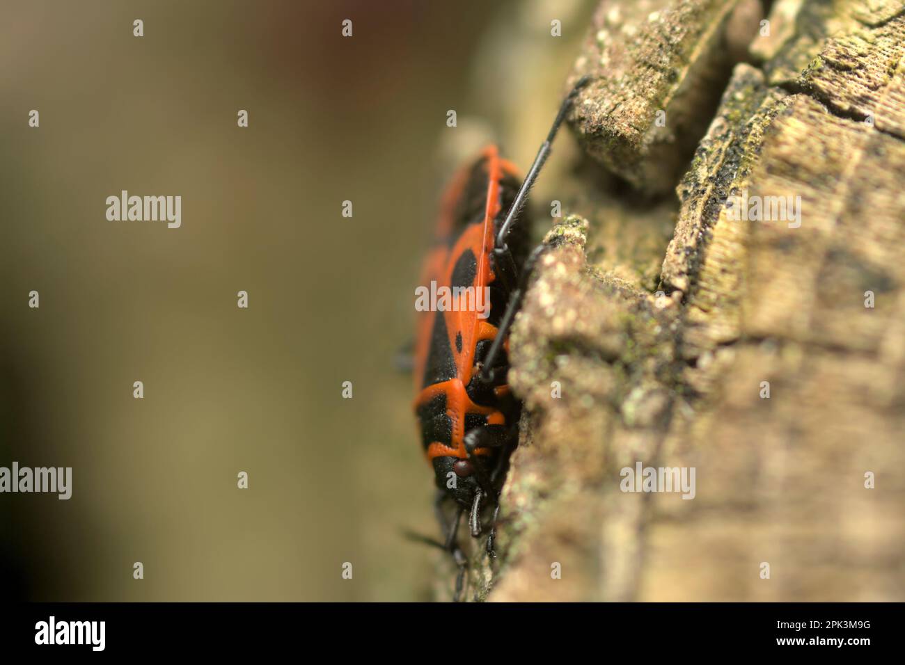 Closeup of a single Firebug (Pyrrhocoris apterus) crawling on a tree ...