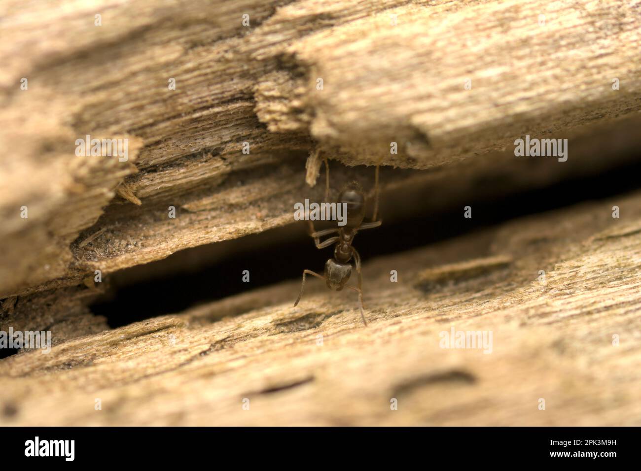 Garden ant (Genus Lasius) alone on a wooden underground, macro ...