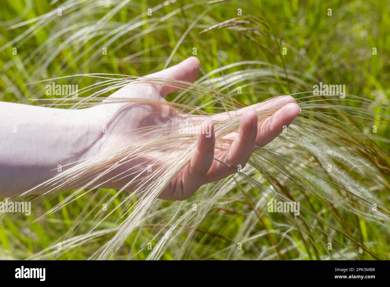 Hand touching grass. Close up of hands harvesting grass in the meadow ...