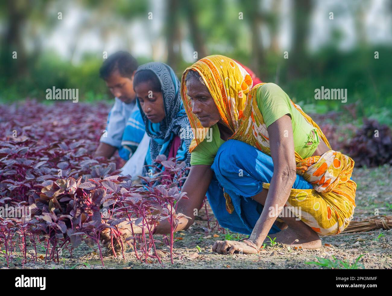 Red vegetables are a great addition to a healthy and balanced diet ...