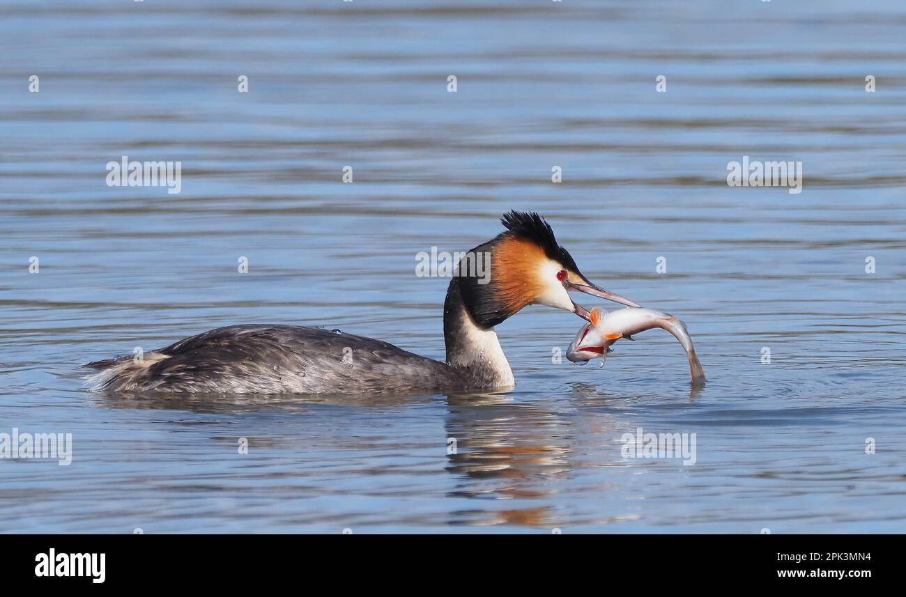 On a local reservoir there were at least 8 pairs of great crested grebe ...