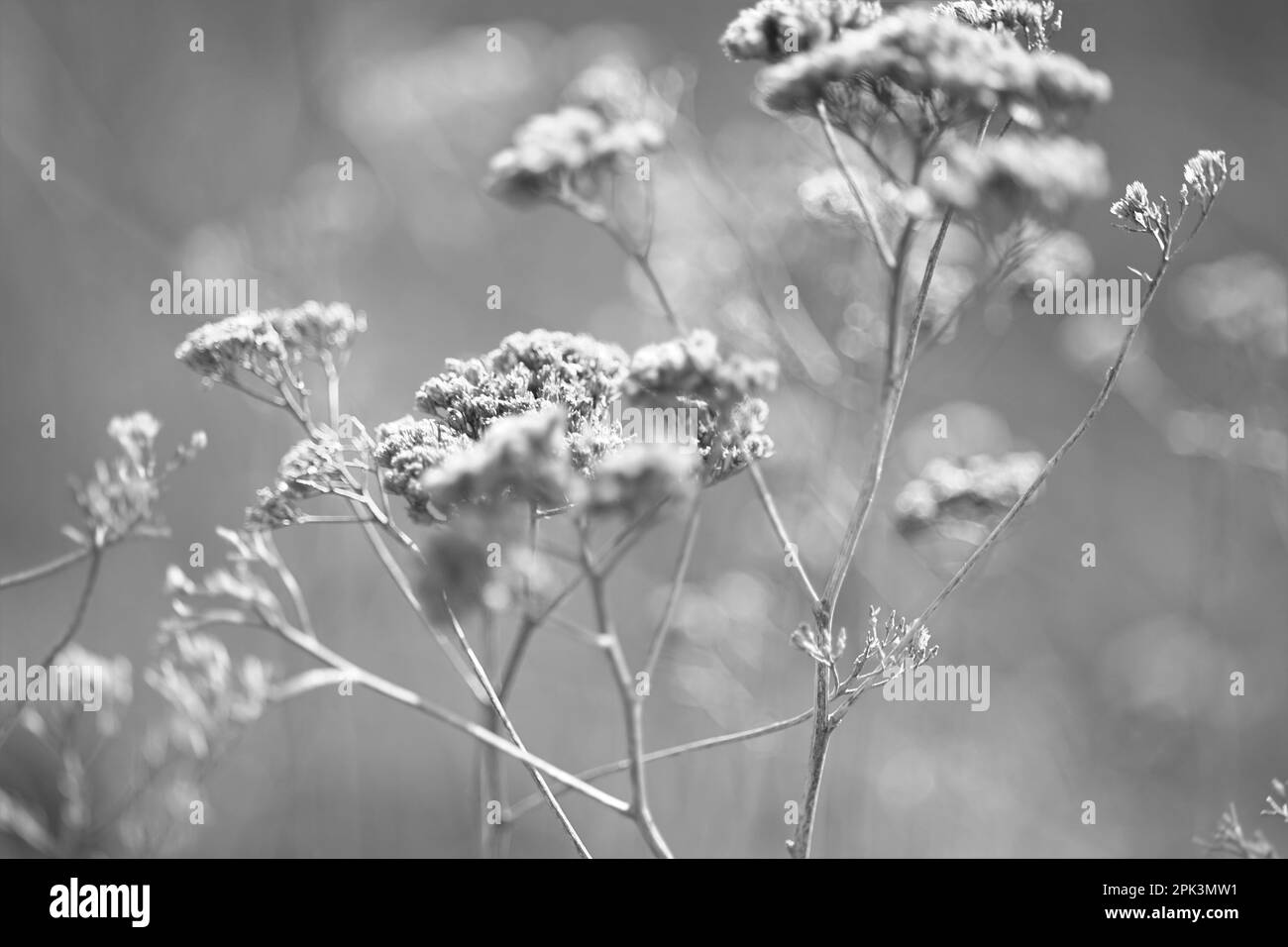 Dry yarrow bush with thin branches growing in sunny field, bw photo ...