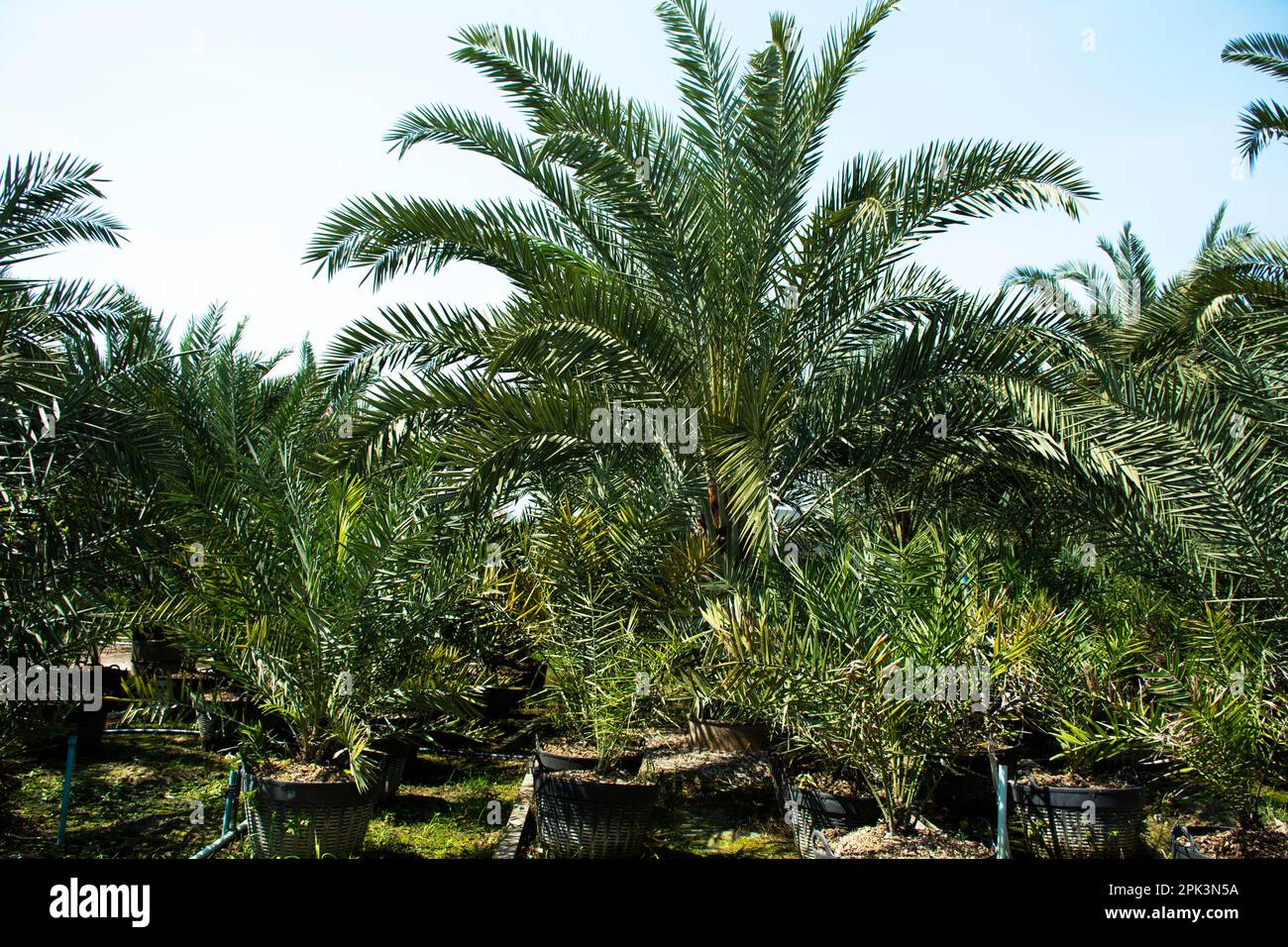 Wild dates tree hi-res stock photography and images - Alamy