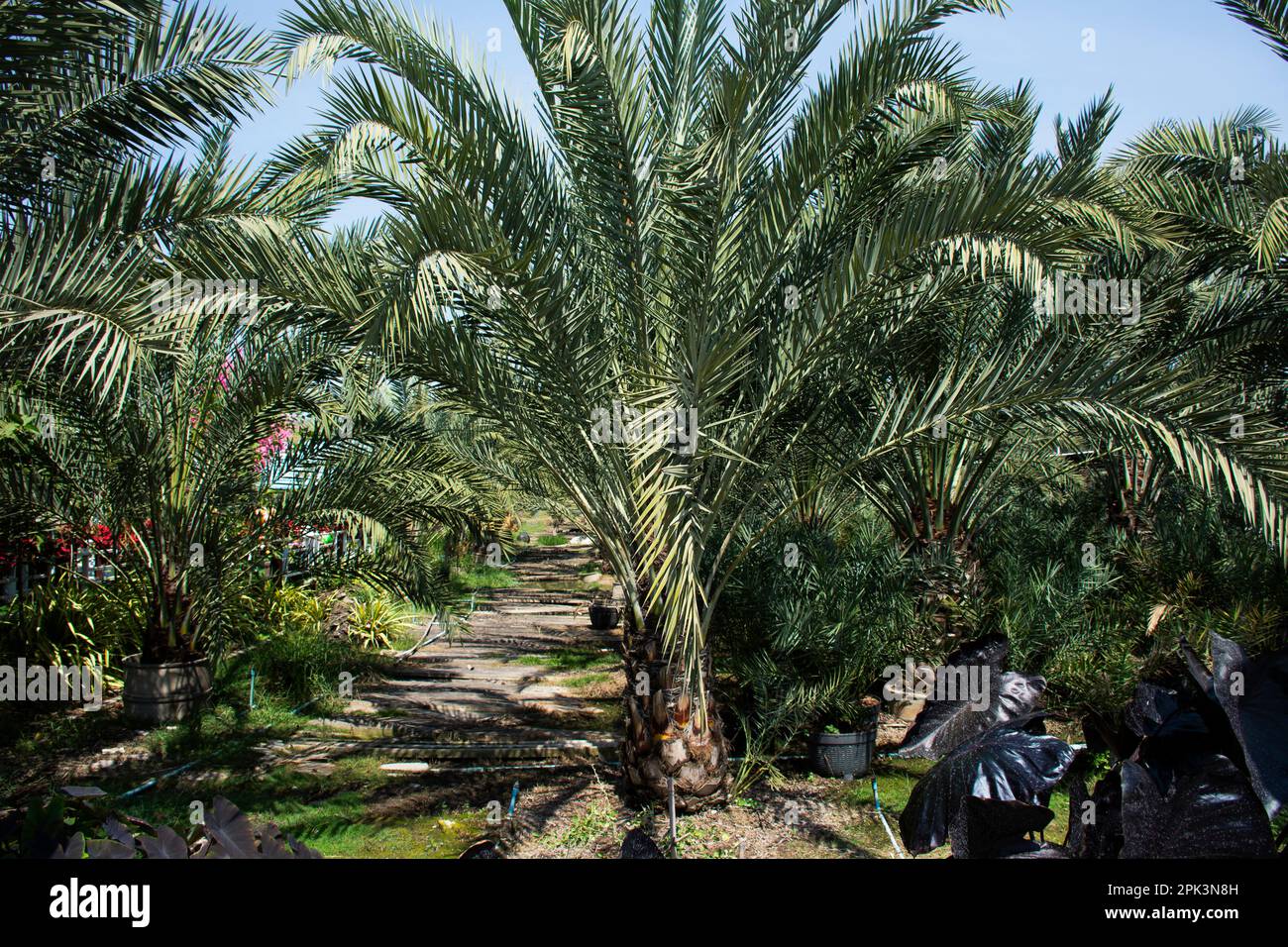 Dates palm plant tree or edible sweet fruit Phoenix dactylifera in ...