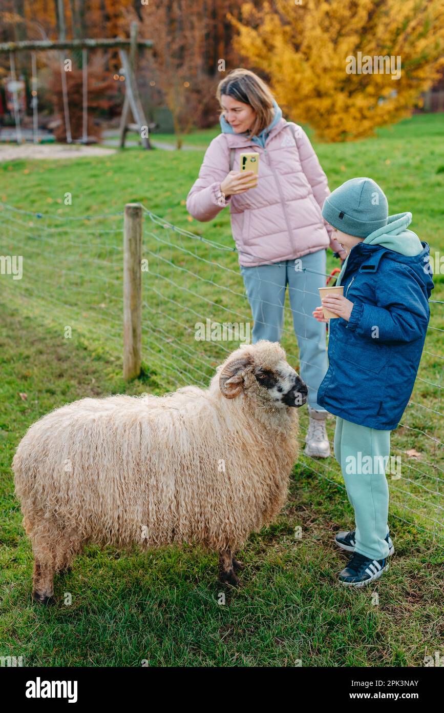 Little caucasian boy feeding ram in a farm. Ram eating grains of cereal ...