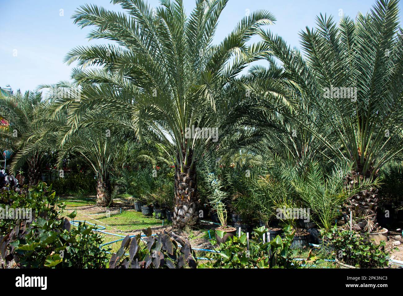 Dates palm plant tree or edible sweet fruit Phoenix dactylifera in ...