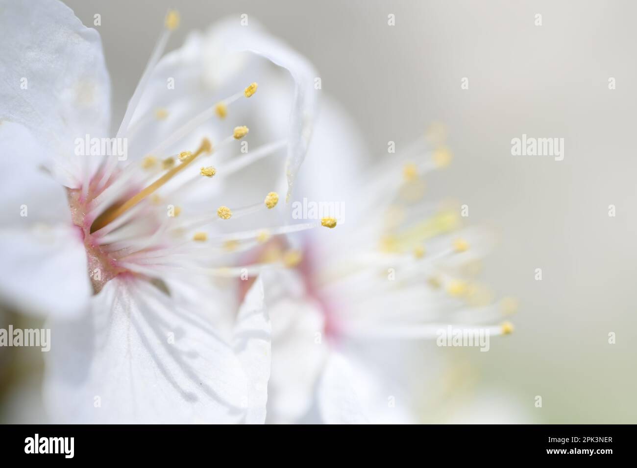 Two plum blossoms hi-res stock photography and images - Alamy