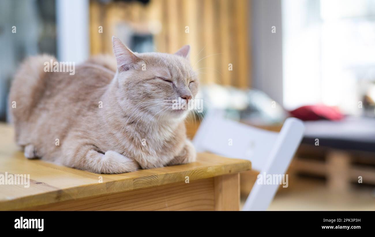 Cat sitting on cafe table hi-res stock photography and images - Alamy