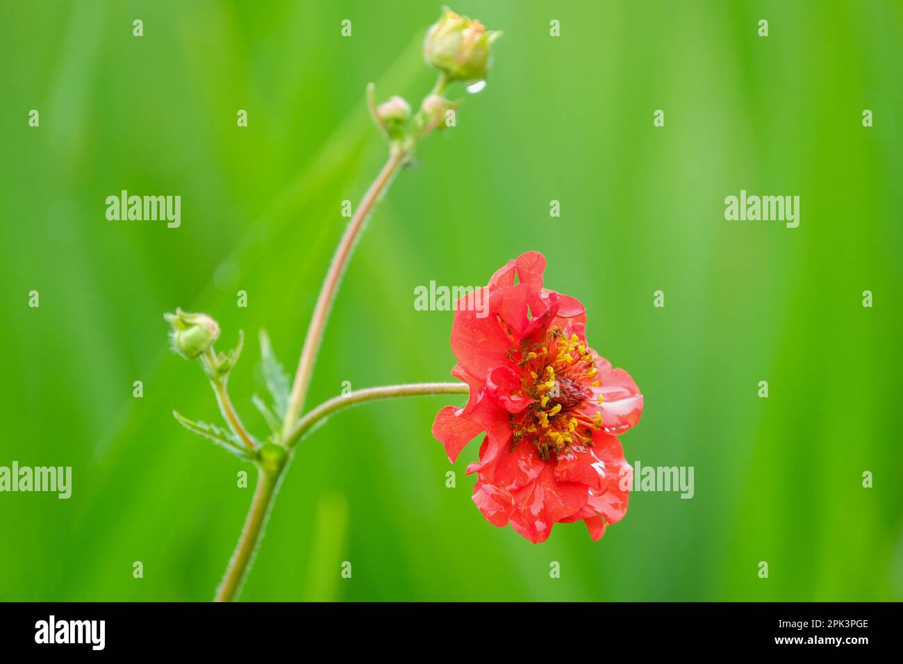 Geum Mrs J. Bradshaw, clump-forming perennial, semi-double, rich ...