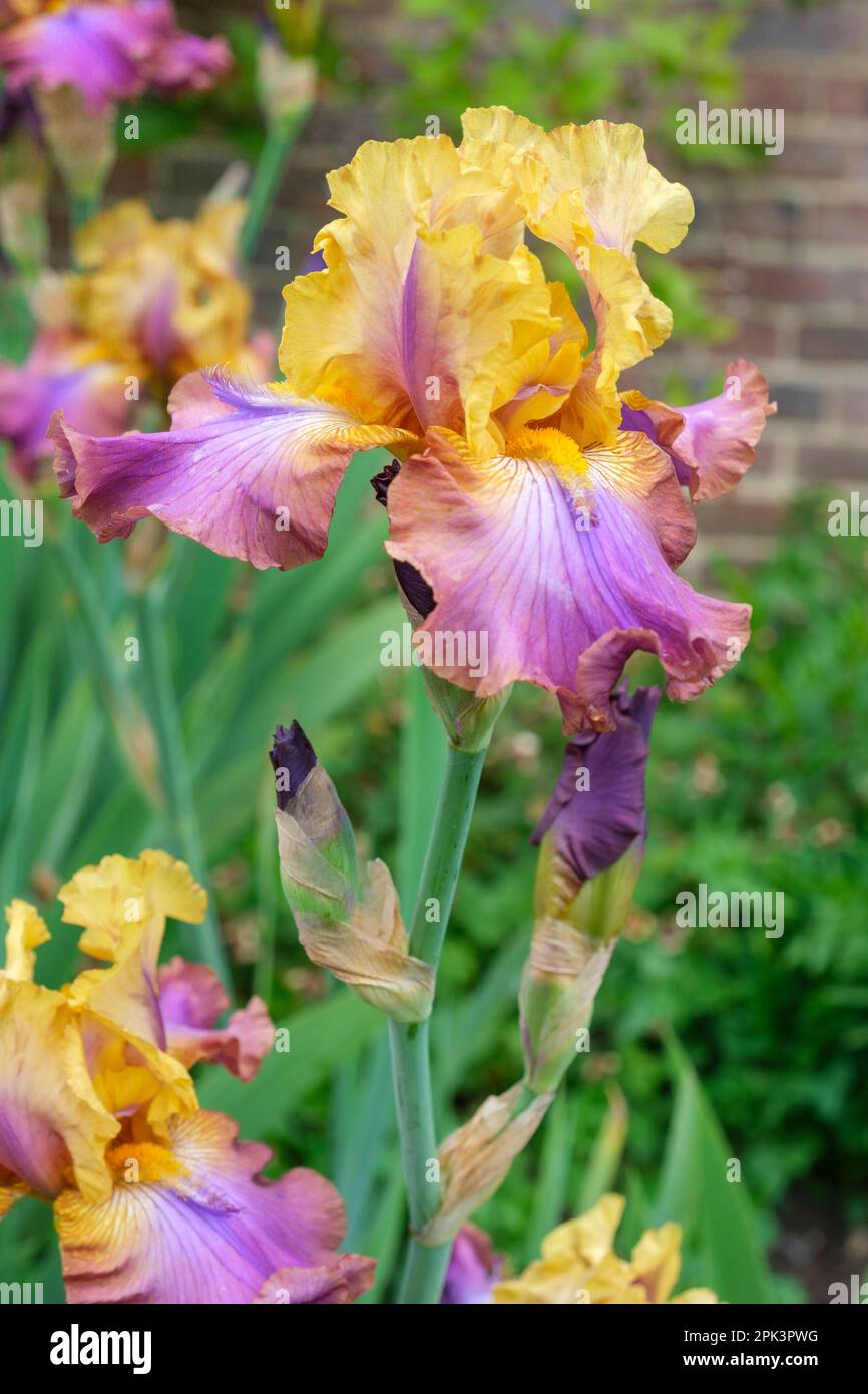 Tall bearded Iris Trillion, Flowers in late spring Stock Photo - Alamy
