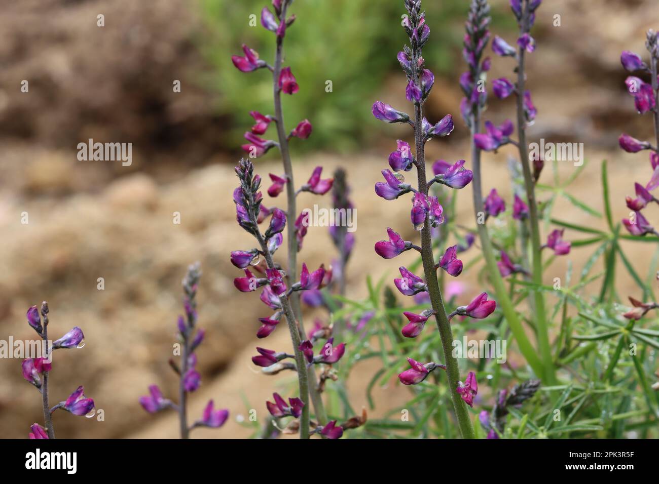 Purple flowering raceme inflorescences of Lupinus Truncatus, Fabaceae ...