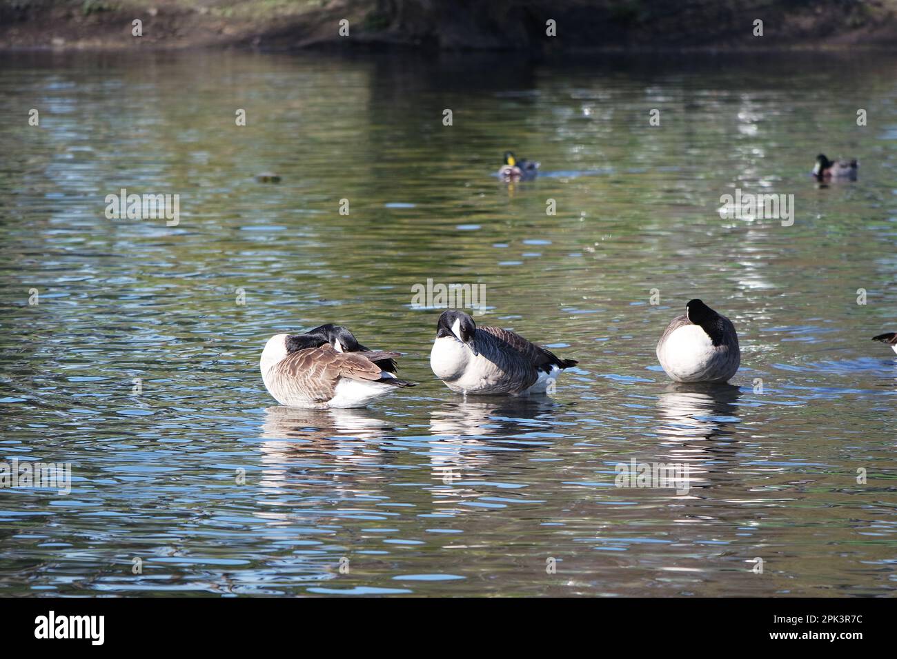 Cute Water Birds at The Lake of Public Park of Luton England UK Stock ...