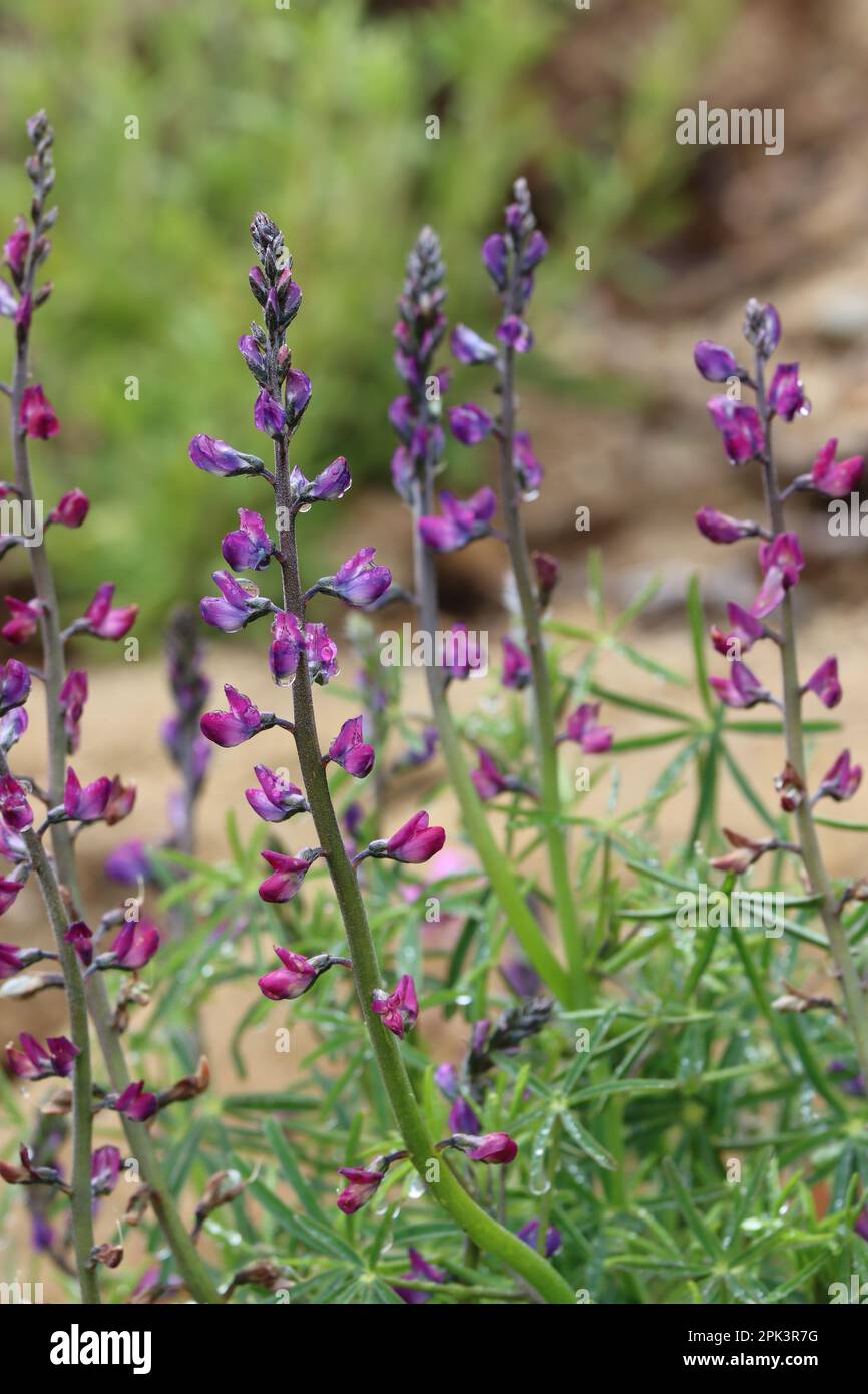Purple flowering raceme inflorescences of Lupinus Truncatus, Fabaceae ...