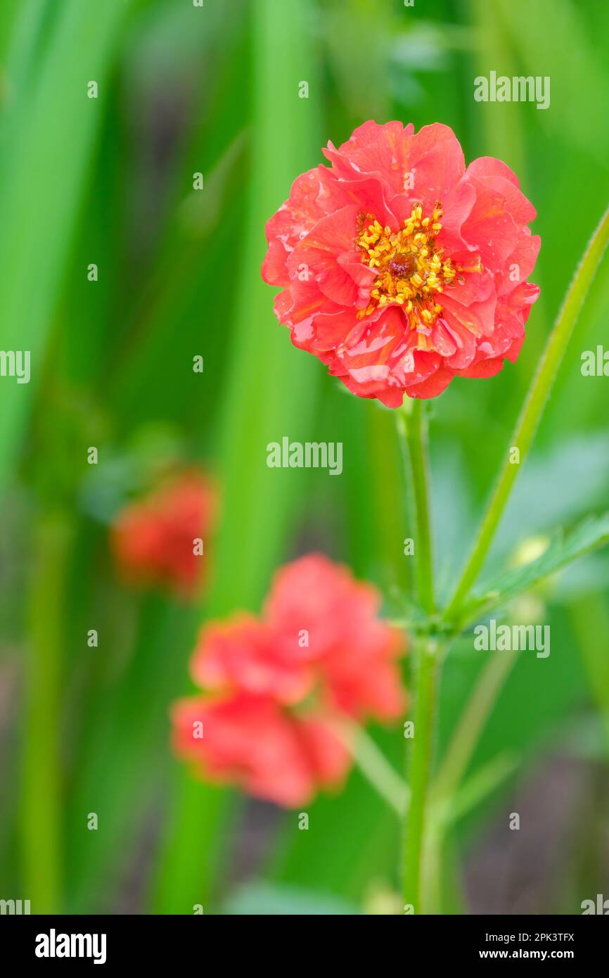 Geum Mrs J. Bradshaw, clump-forming perennial, semi-double, rich ...