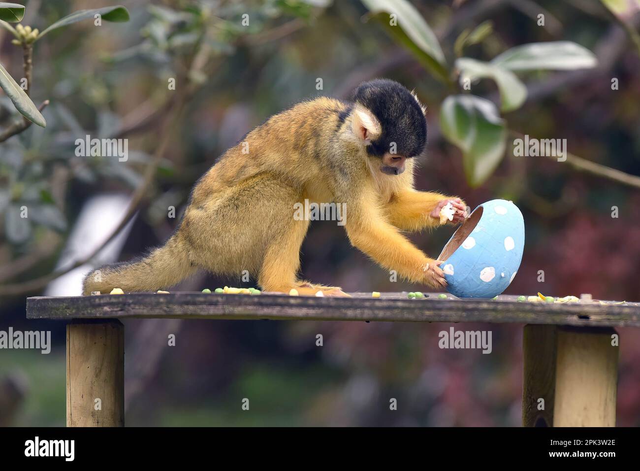 Bolivian black-capped squirrel monkey with Easter egg treats filled ...