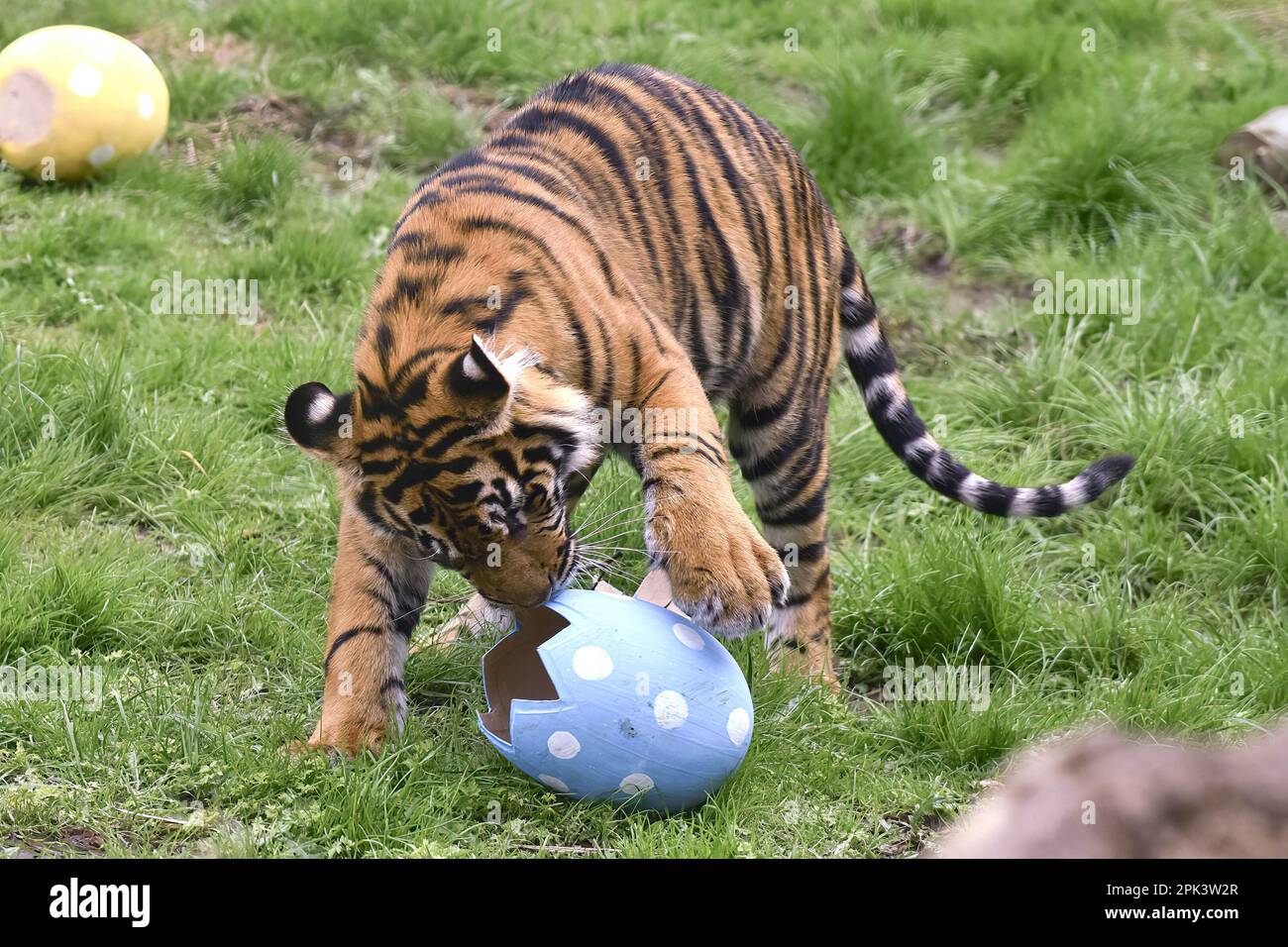 Sumatran tiger cub with cinnamon scented Easter egg treats at ZSL ...