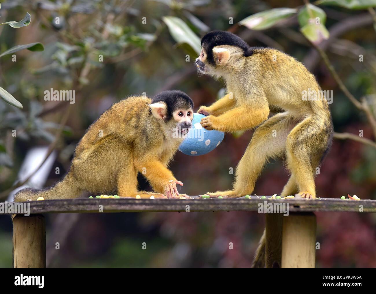 Bolivian black-capped squirrel monkeys with Easter egg treats filled ...