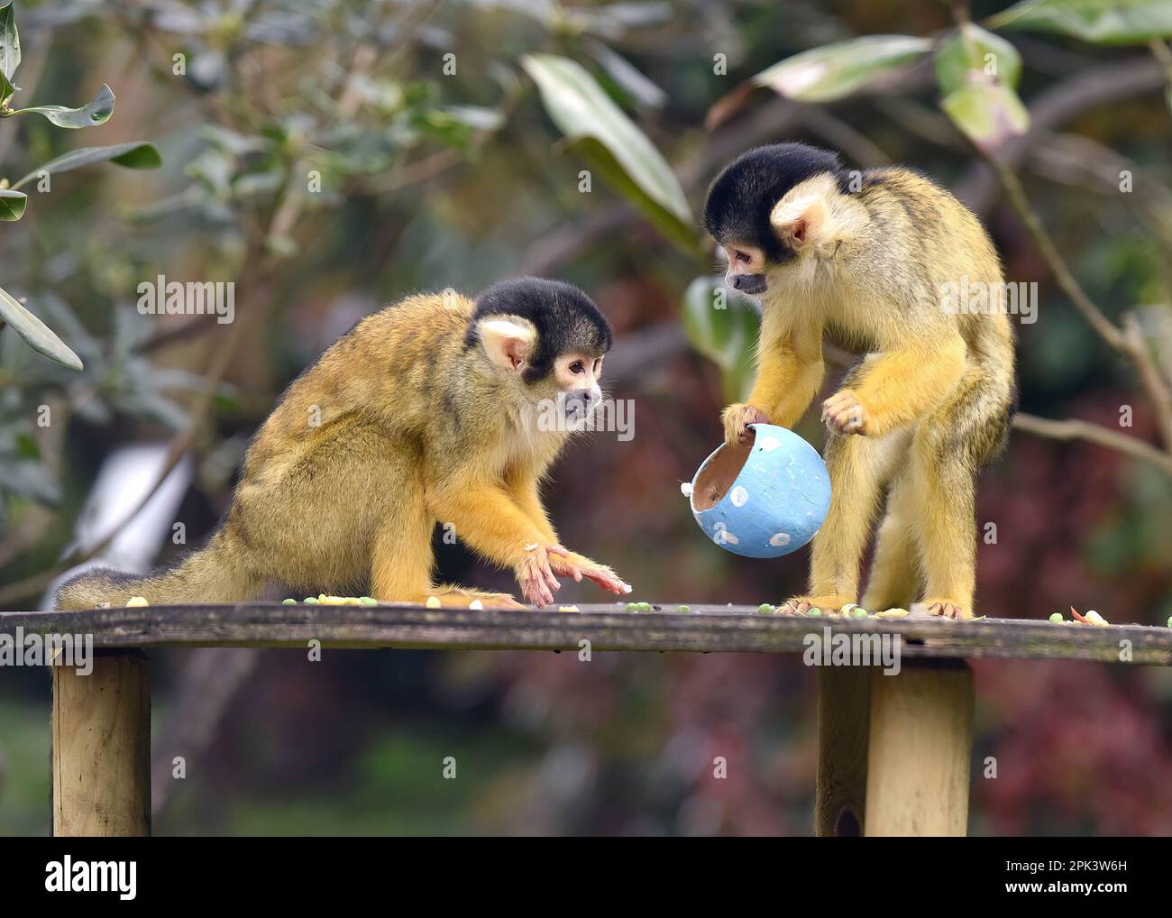 Bolivian black-capped squirrel monkeys with Easter egg treats filled ...