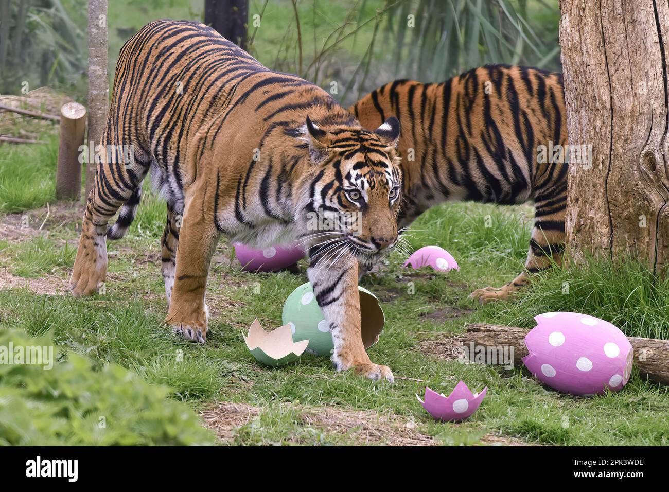 London, UK. 05th Apr, 2023. Sumatran tiger cubs with cinnamon scented ...