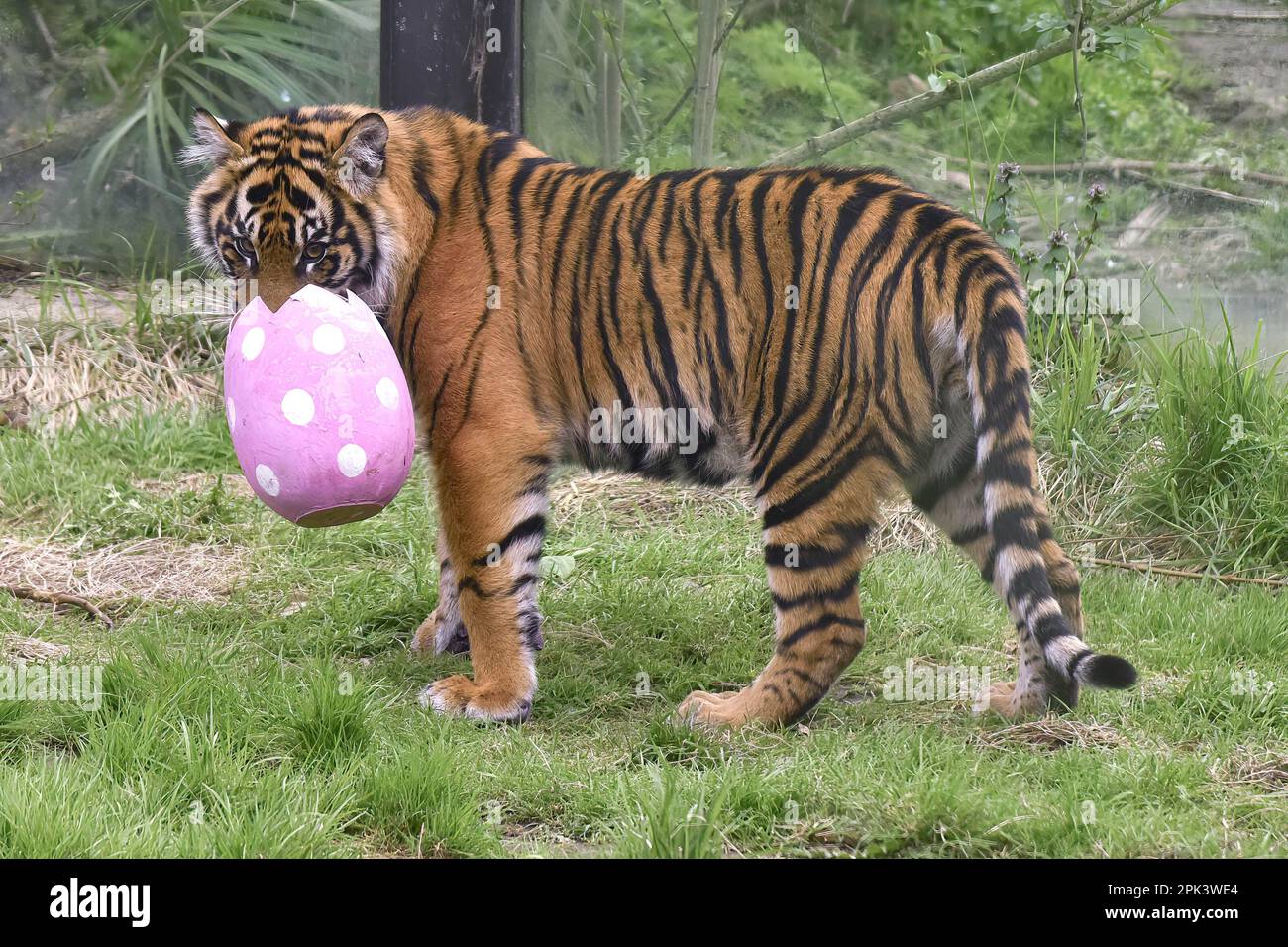 London, UK. 05th Apr, 2023. Sumatran tiger cub with cinnamon scented ...