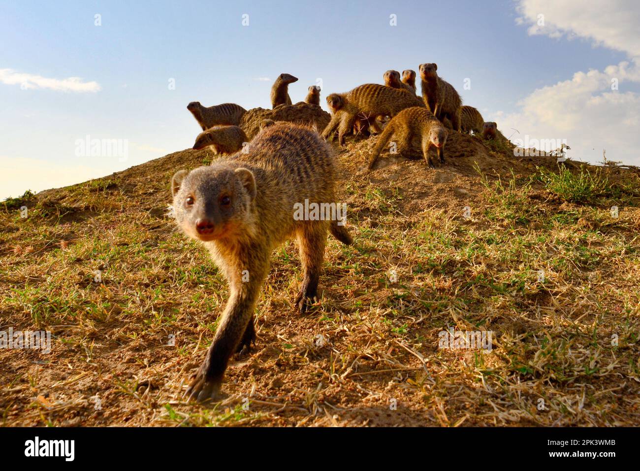 Mongoose ring tailed Maasai Mara Kenya Stock Photo - Alamy