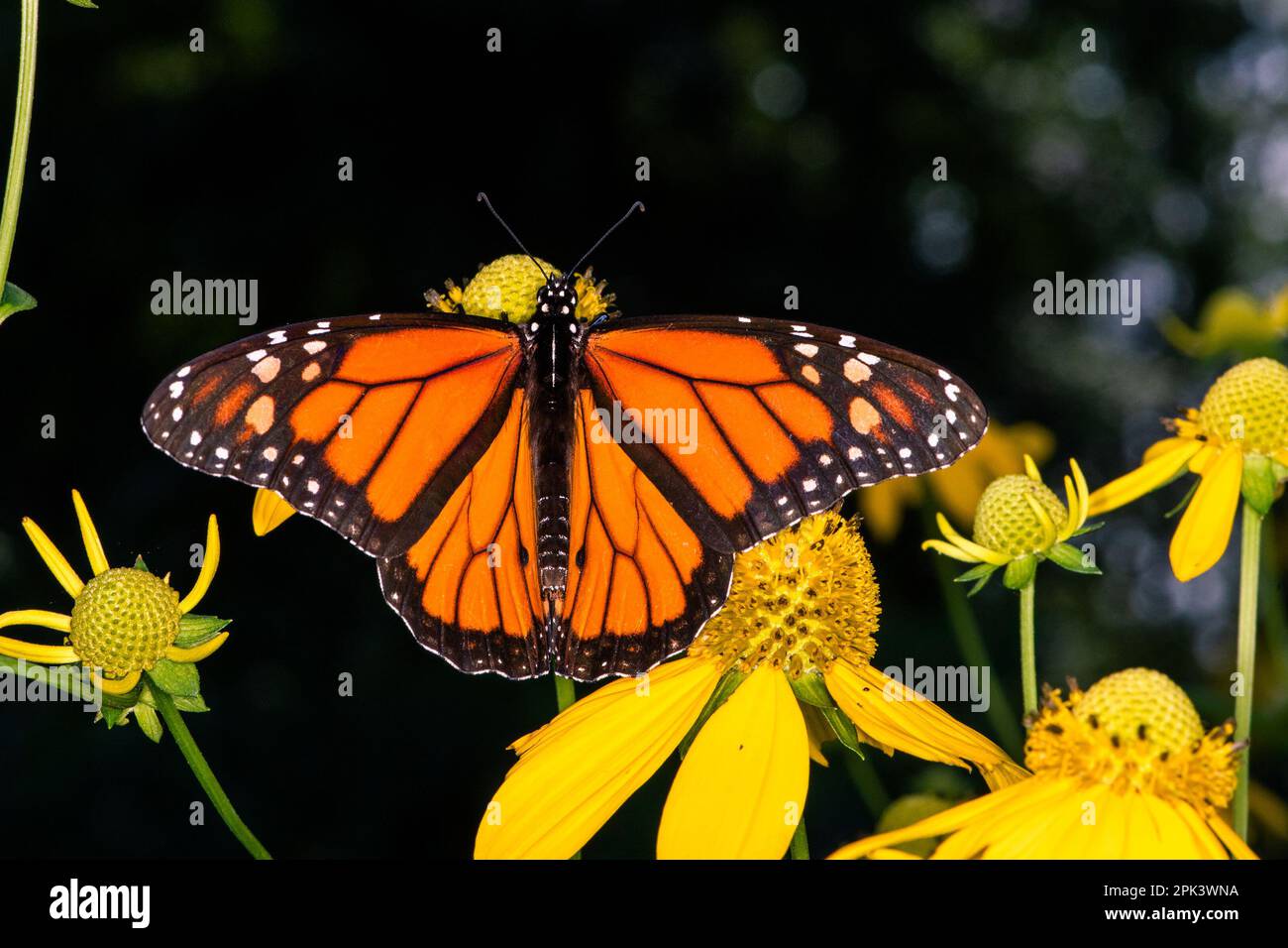 Butterfly flaps its wings hi-res stock photography and images - Alamy