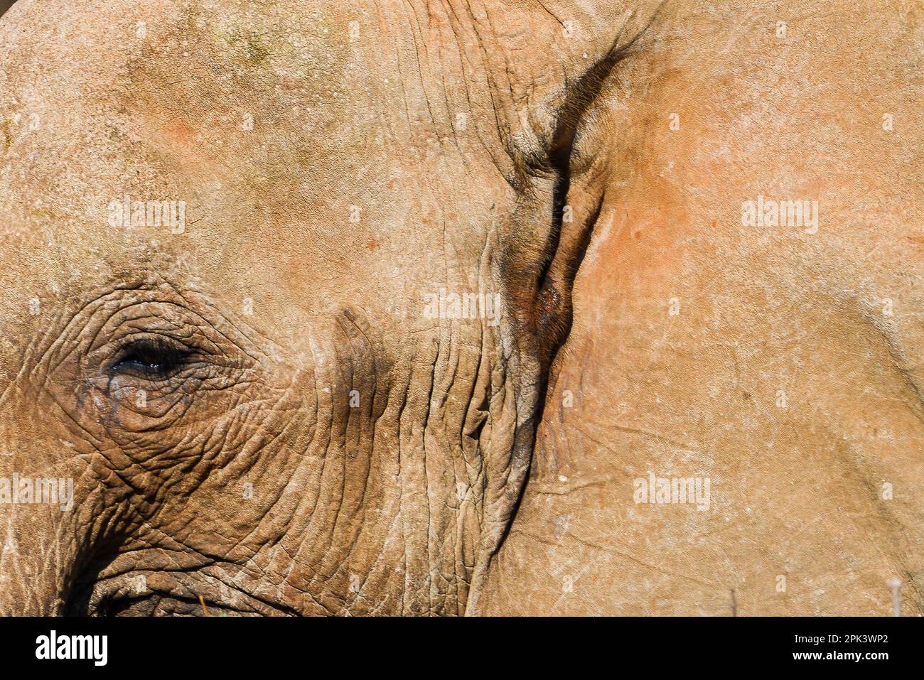 Elephants eating crops hi-res stock photography and images - Alamy