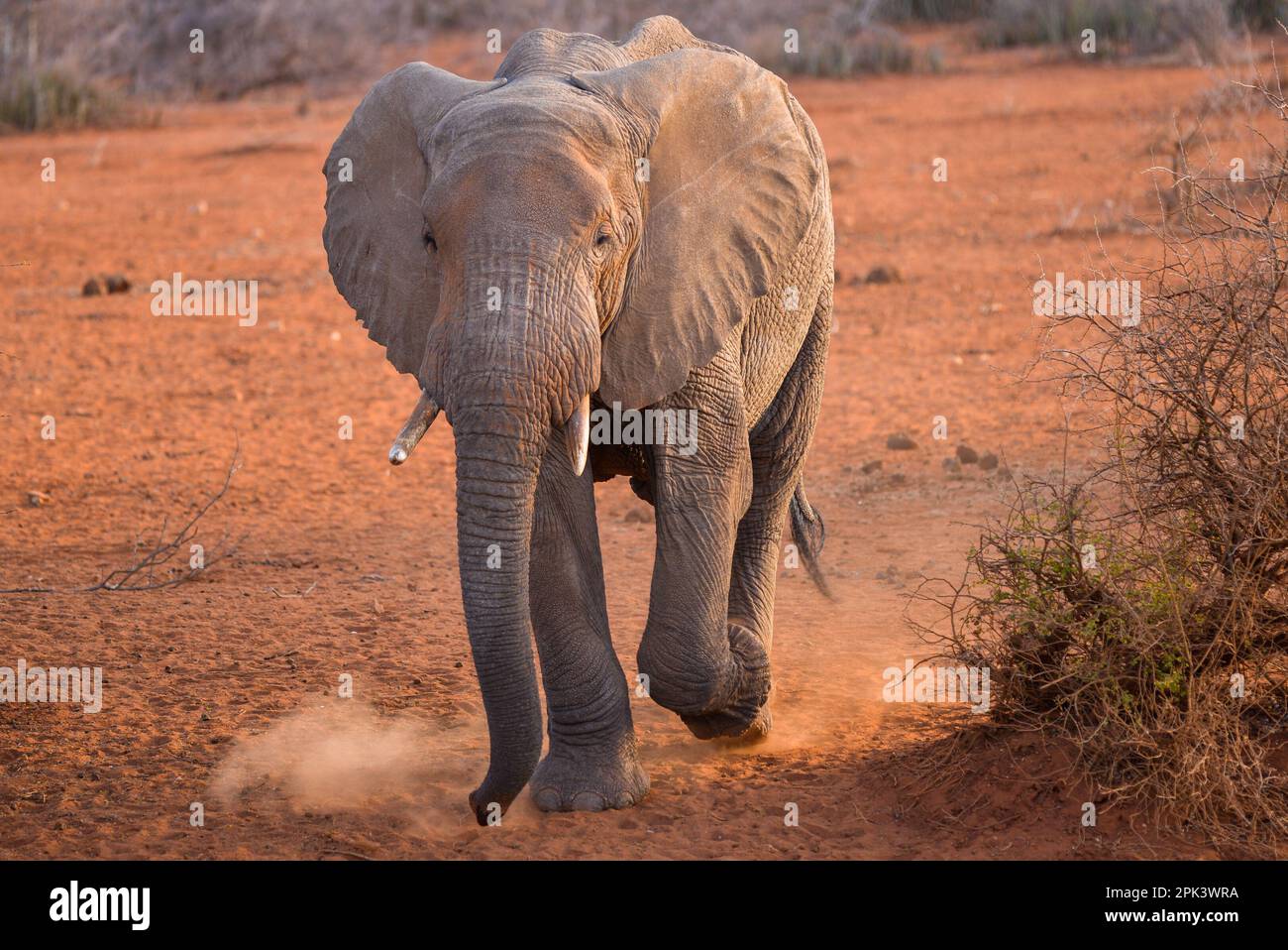 African bush elephant eats hi-res stock photography and images - Alamy