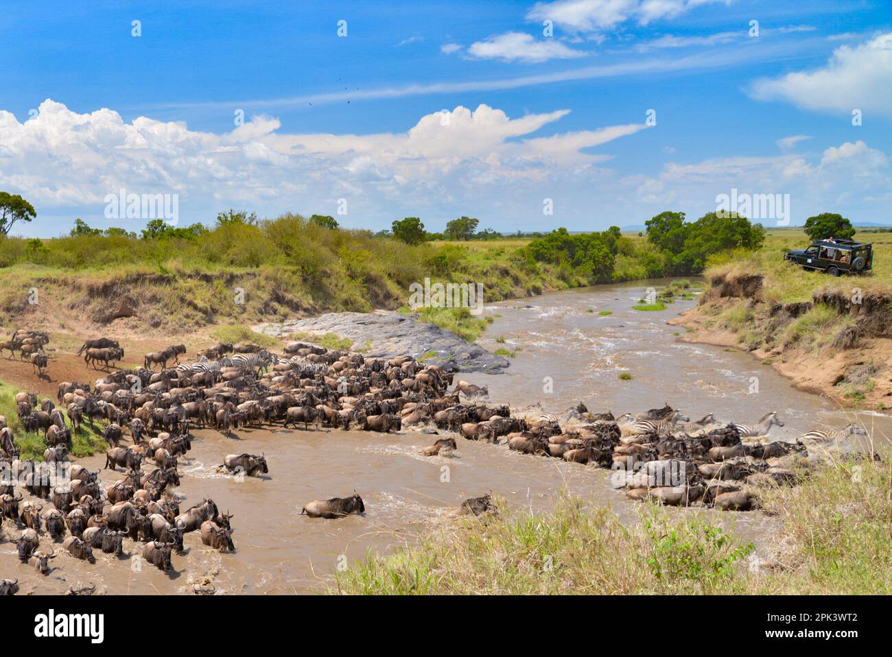 Dominant planis antelope hi-res stock photography and images - Alamy