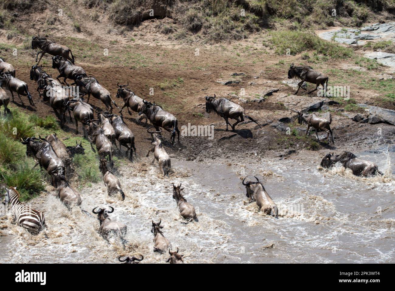 Wildebeest on african plains hi-res stock photography and images - Alamy