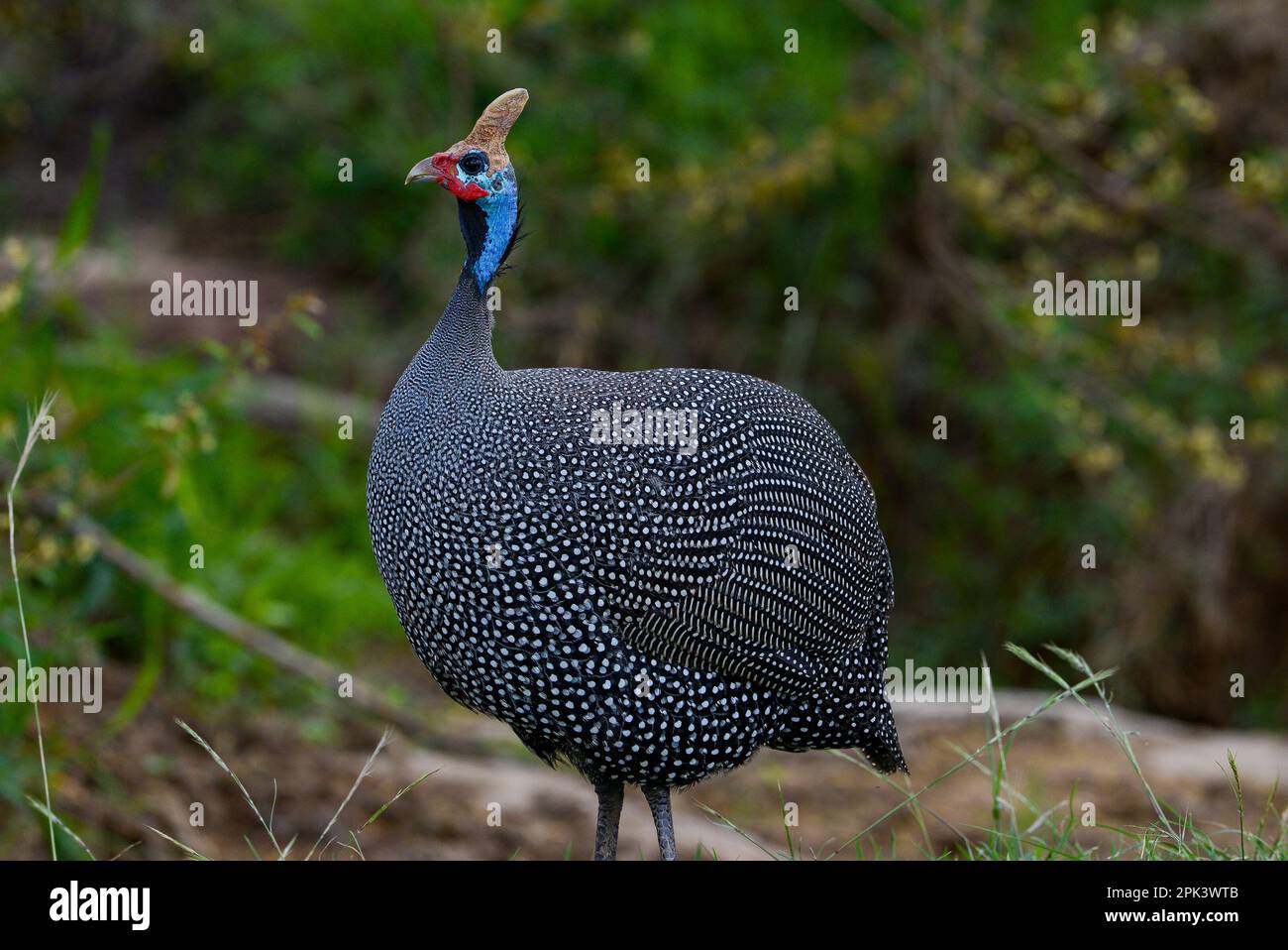 Helmeted Guinea fowl [numida meleagris] Stock Photo - Alamy