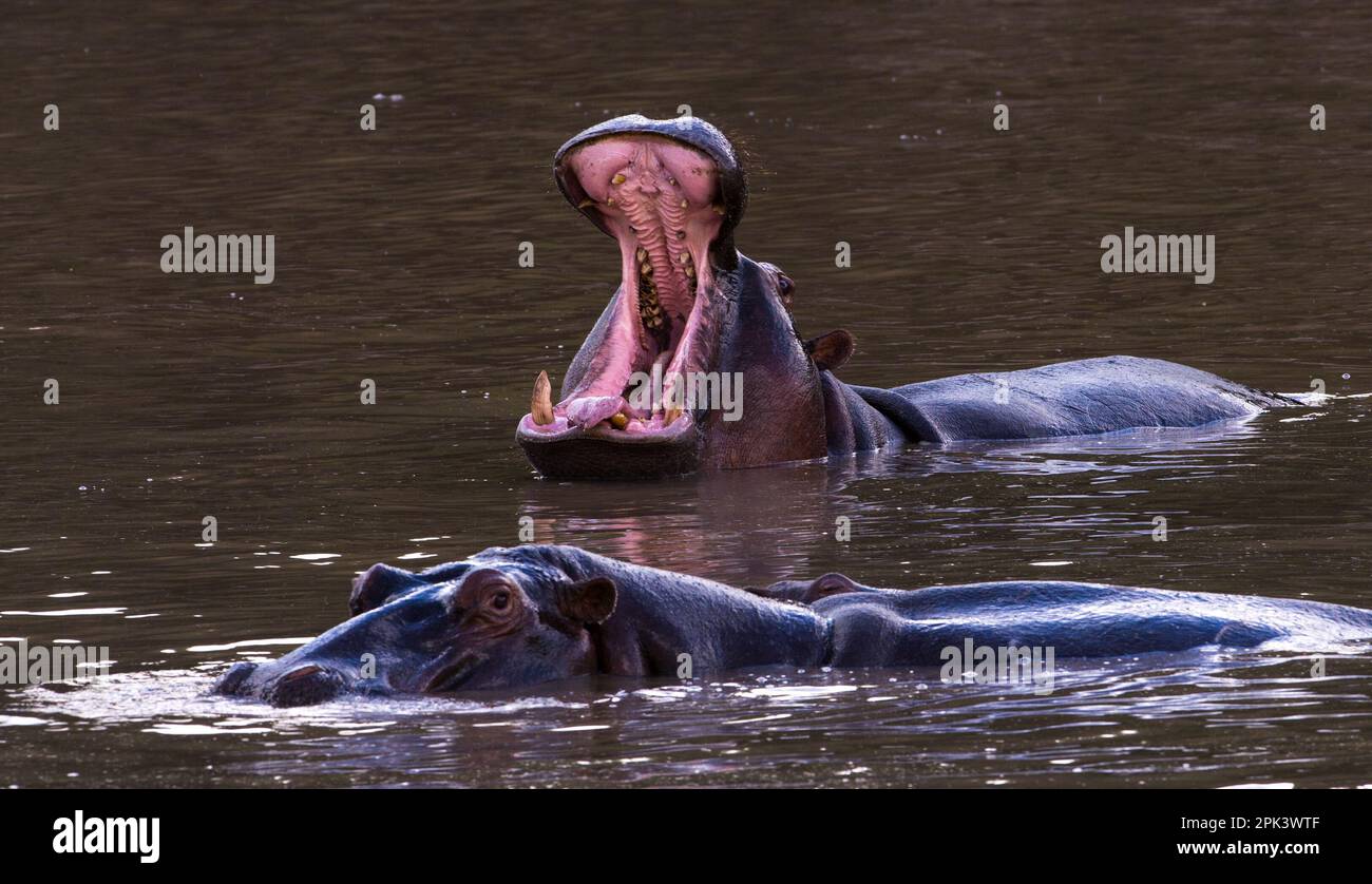 Relative of whale ceteceans hi-res stock photography and images - Alamy
